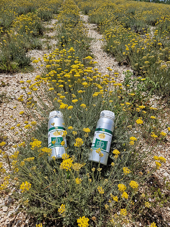 Helichrysum itallicum - immortelle essential oil - Helichrysum italicum oil