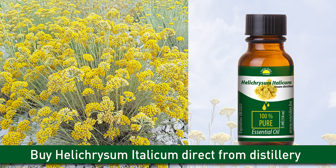 Helichrysum itallicum - immortelle essential oil - Helichrysum italicum oil
